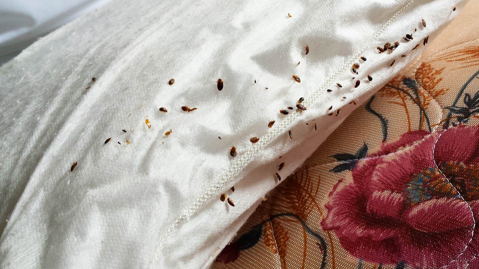 The Evolution of Bed Bug Monitoring Technology - Last Stop Pest Control The Evolution of Bed Bug Monitoring Technology - Last Stop Pest Control